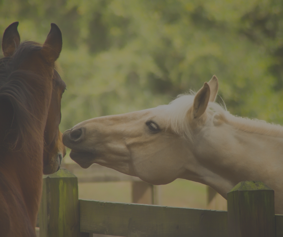 Seasonal Support – Equine Exceed Ltd